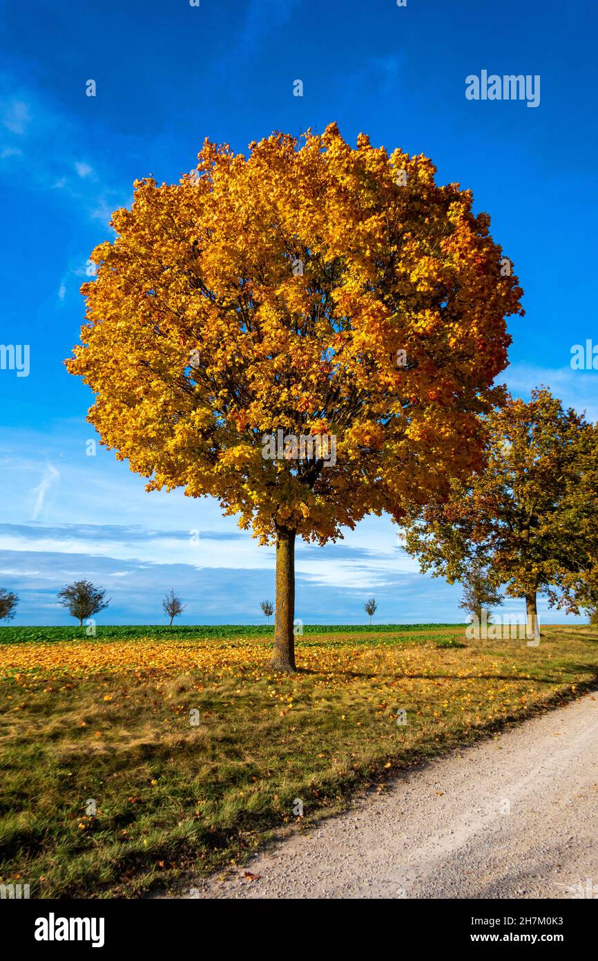 Maple trees along road hi-res stock photography and images - Alamy
