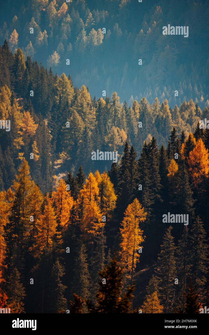 Vast forest landscape hi-res stock photography and images - Alamy
