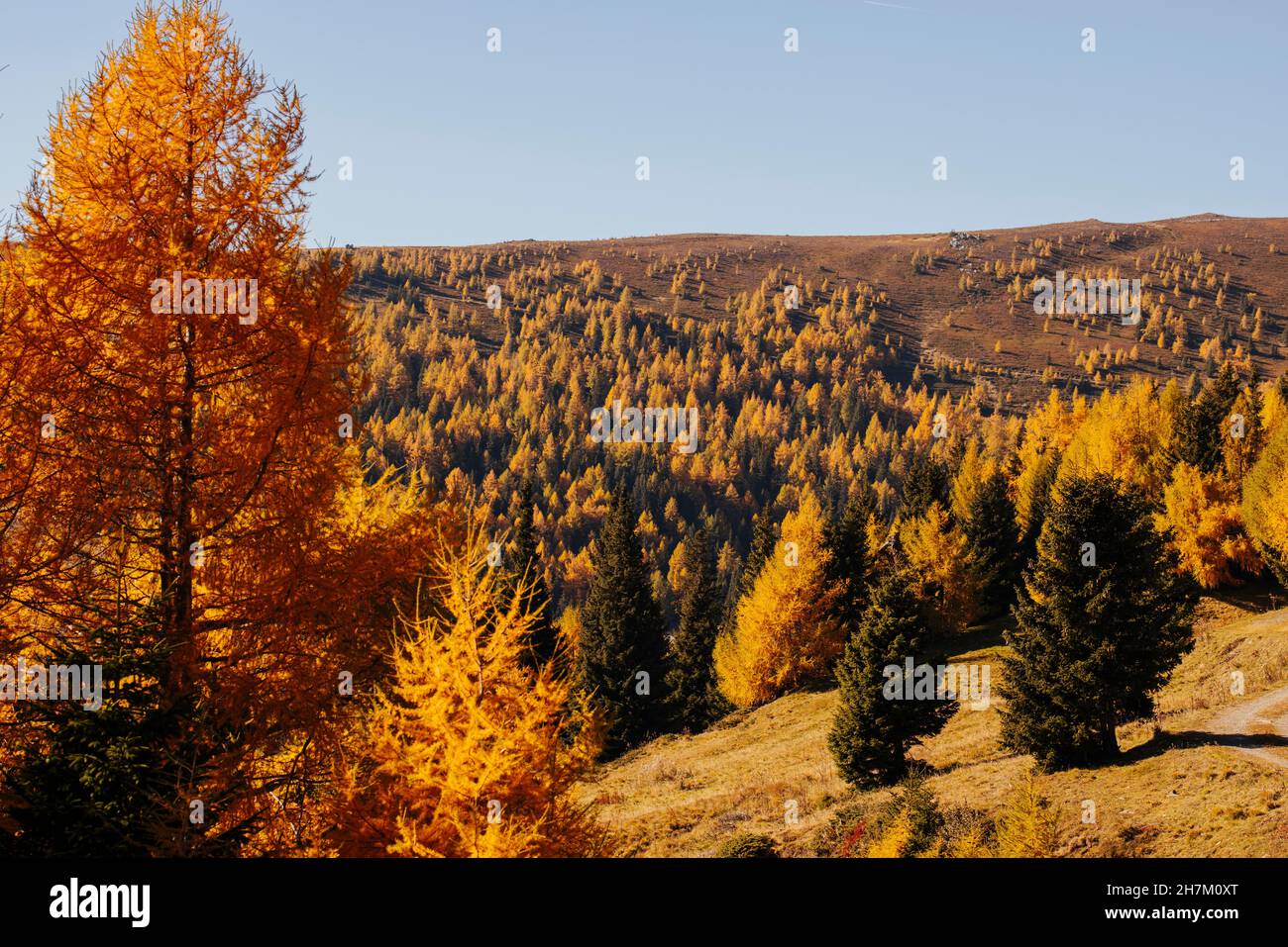 Autumn colored forest in Lachtal Stock Photo - Alamy