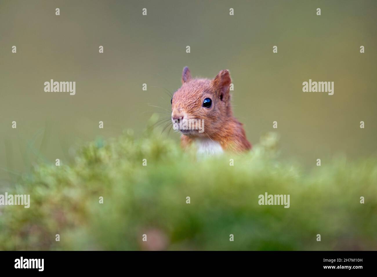 Red squirrel head hi-res stock photography and images - Alamy
