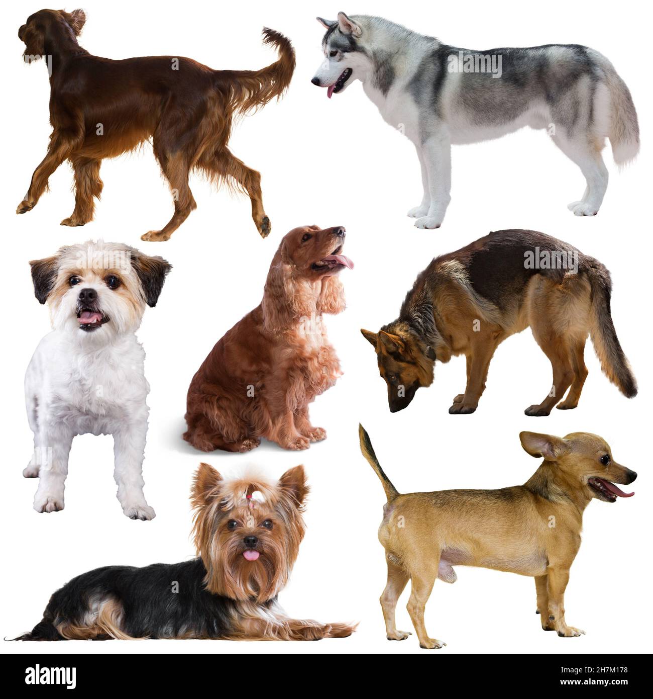 Set of dogs isolated on white background Stock Photo - Alamy