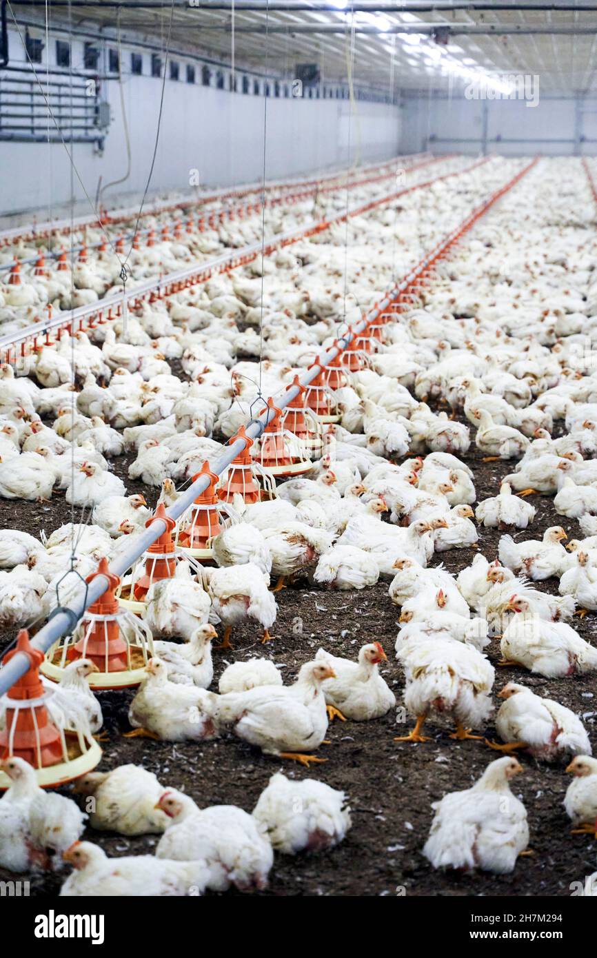 Chicken feeder hi-res stock photography and images - Alamy