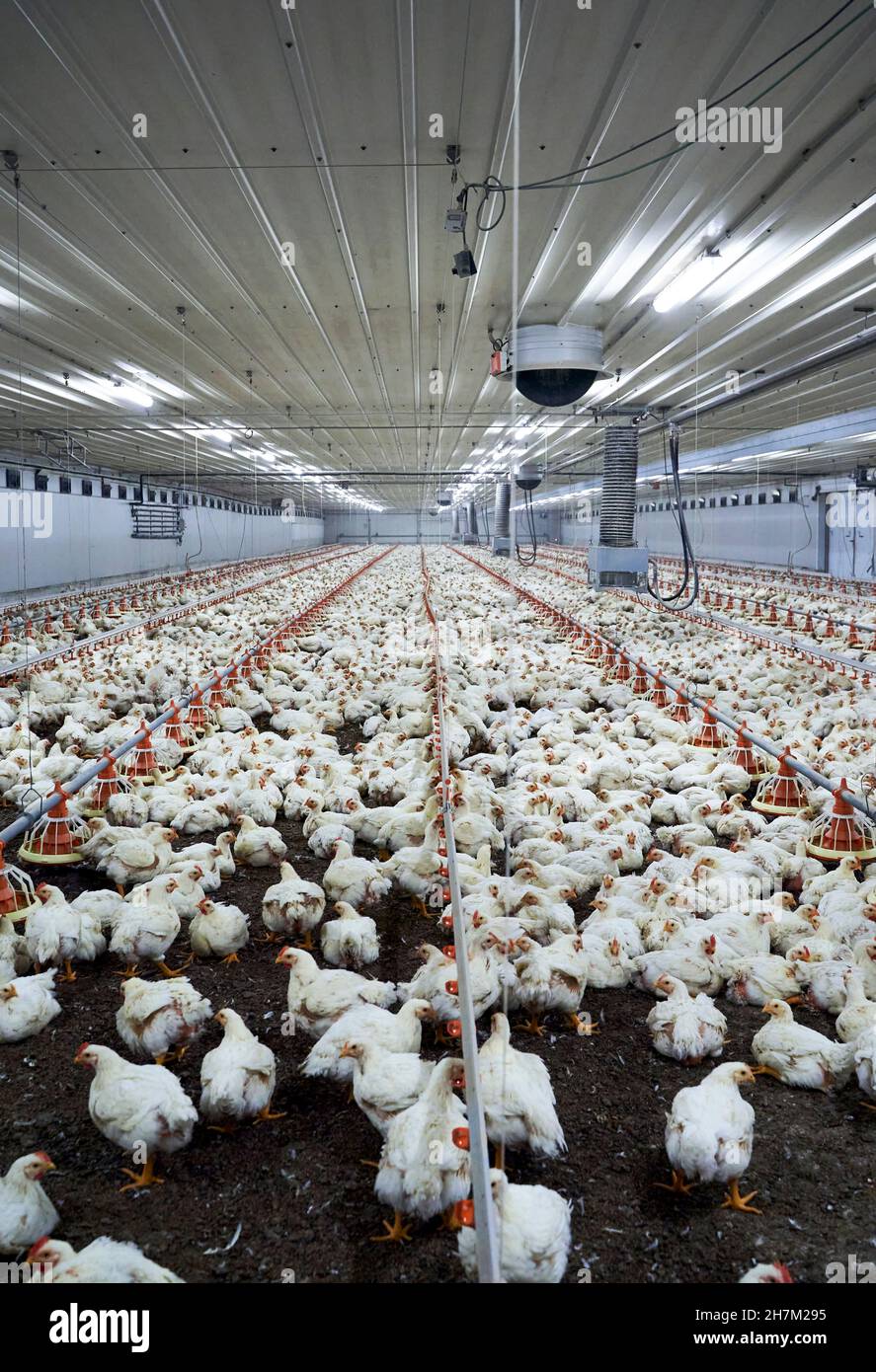 Flock of white chicken in illuminated factory Stock Photo - Alamy