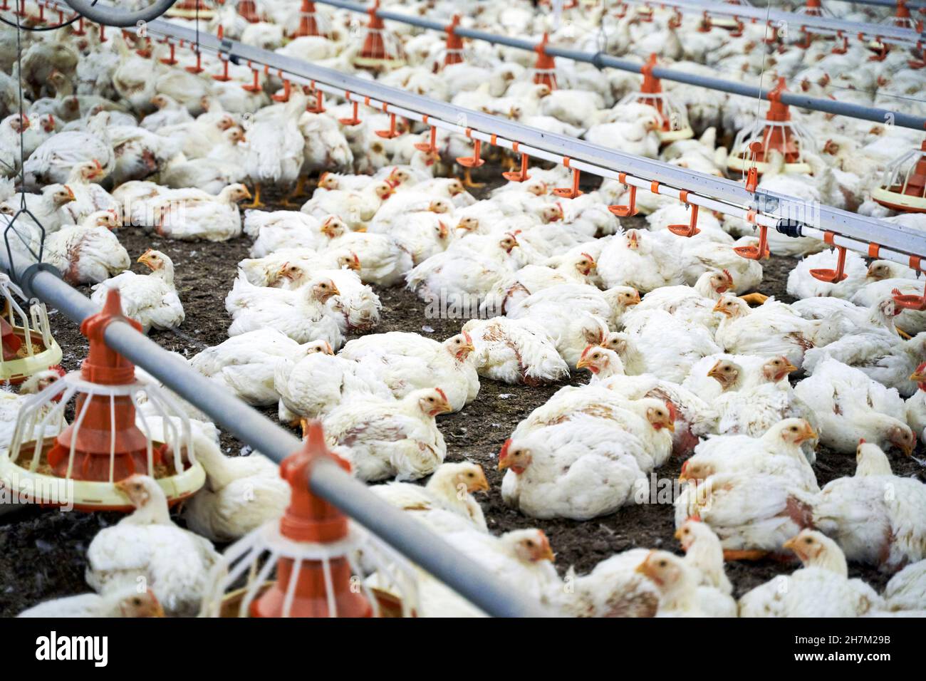 White chicken amidst feeders in production factory Stock Photo - Alamy