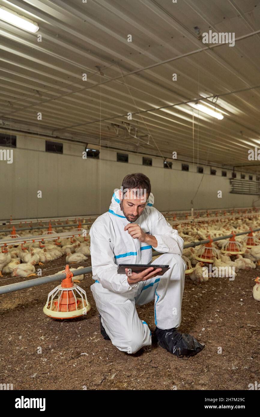 Chickens factory farm hi-res stock photography and images - Alamy