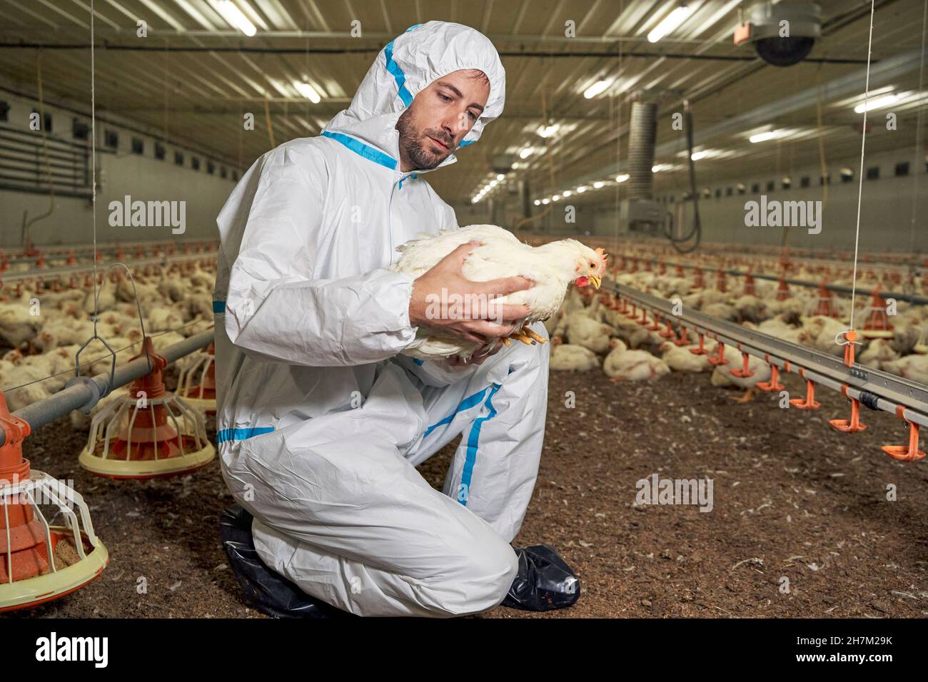 Man with hen hi-res stock photography and images - Alamy