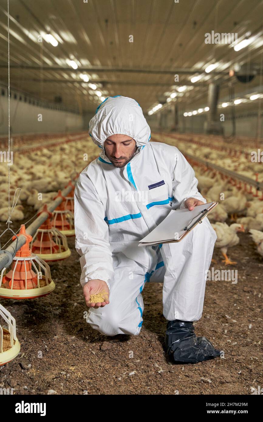 Full big chicken hi-res stock photography and images - Alamy