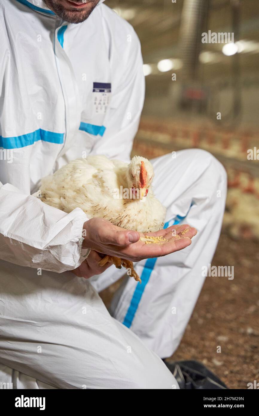 Man with hen hi-res stock photography and images - Alamy