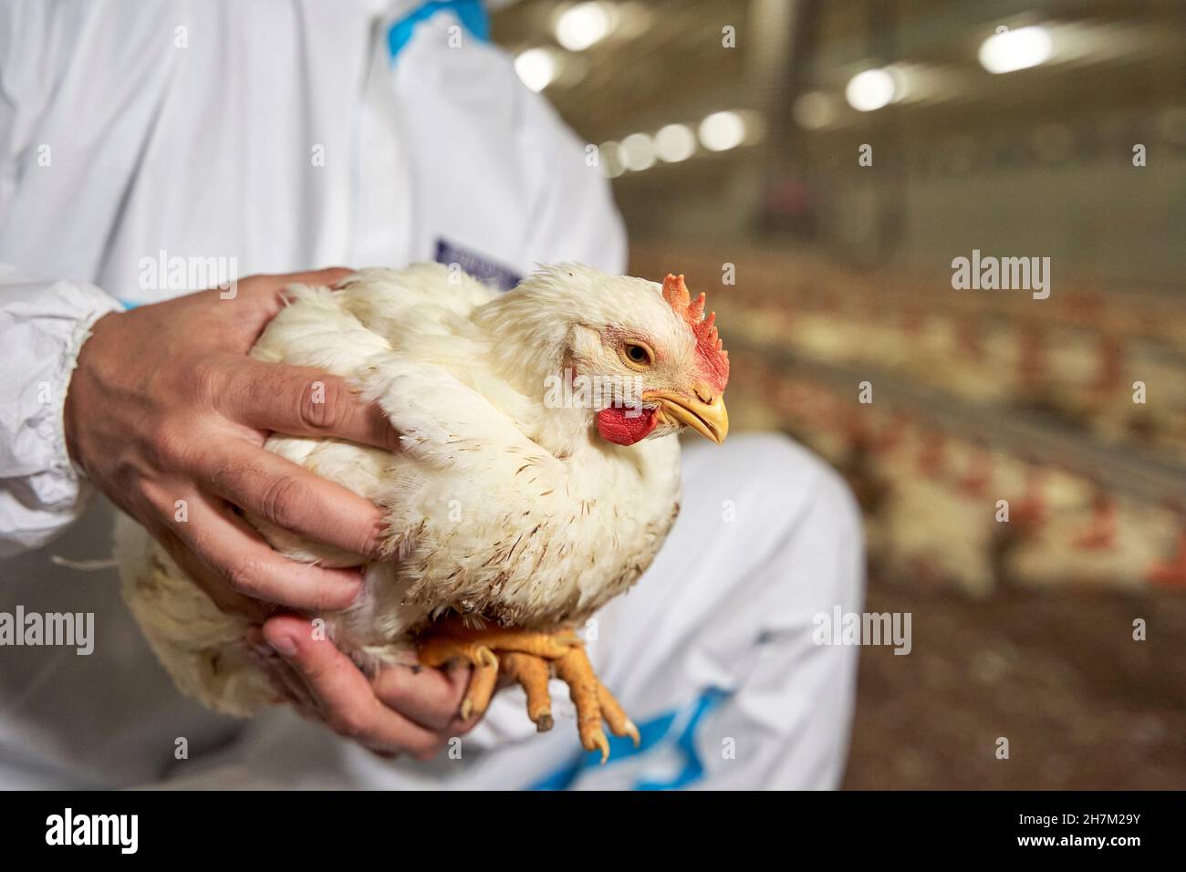 Poultry feeder hi-res stock photography and images - Alamy
