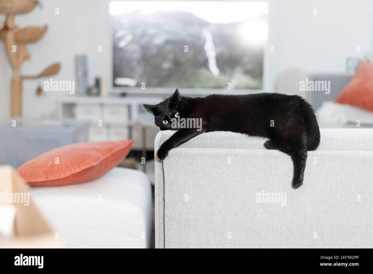 Black cat lying at edge of sofa Stock Photo - Alamy