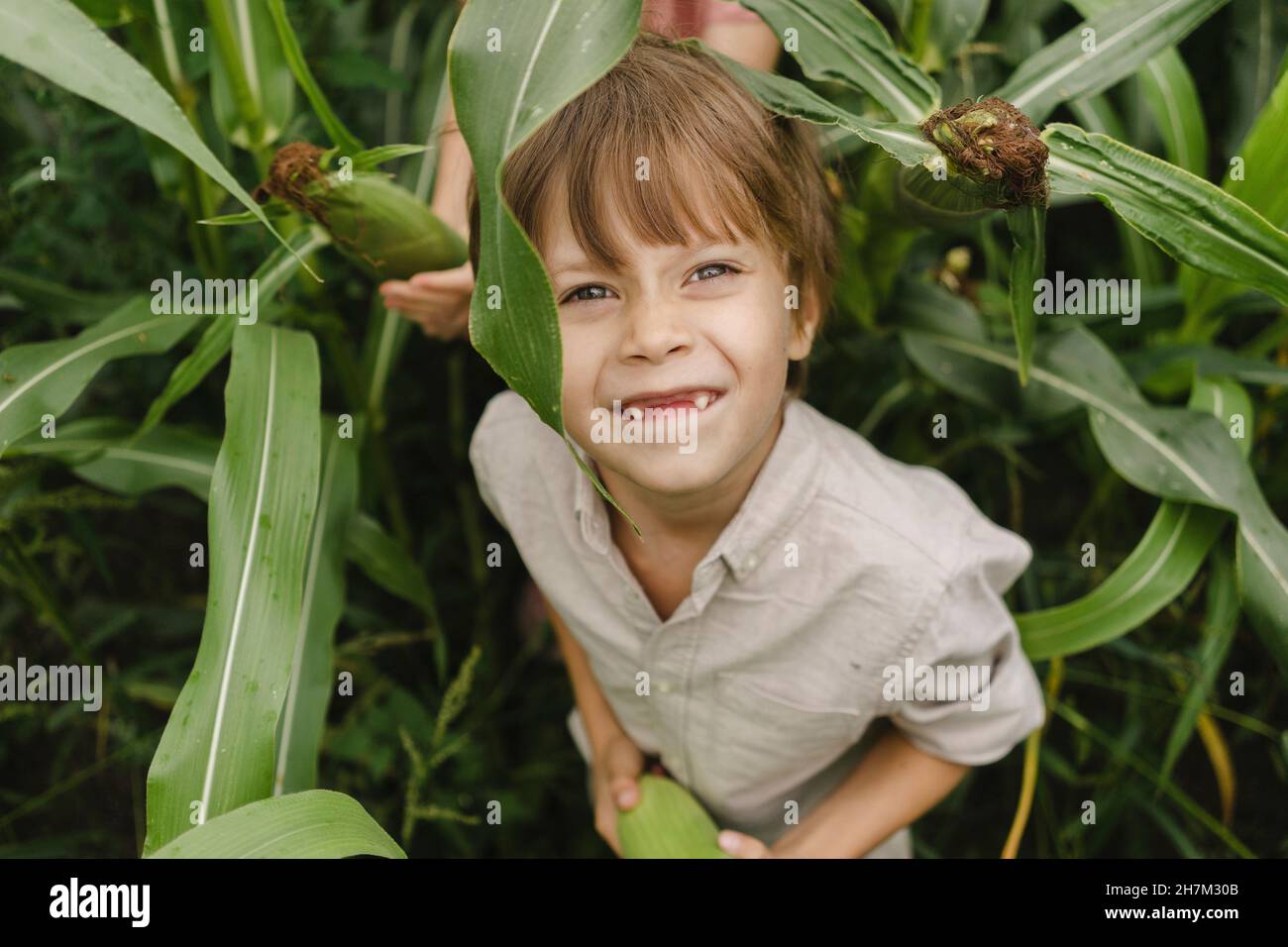 Boy looking up standing in corn field Stock Photo - Alamy
