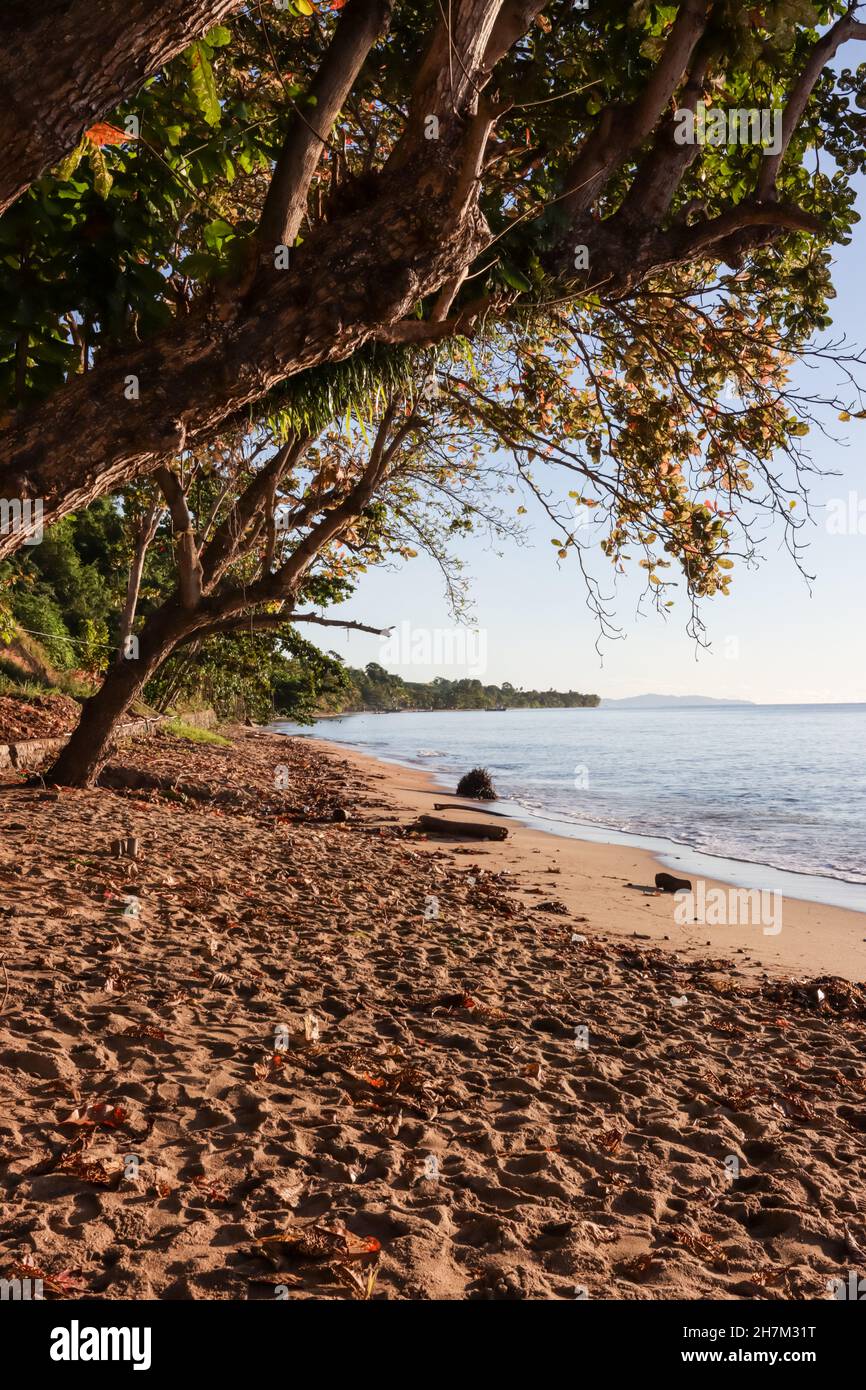 beachside photos, beach sand, and trees on the beach Stock Photo - Alamy