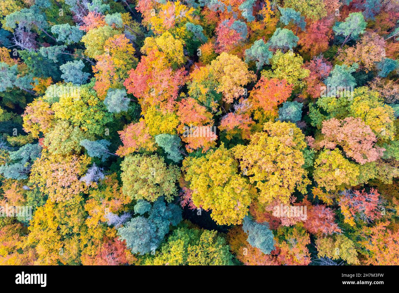 Mixed tree canopy hi-res stock photography and images - Alamy