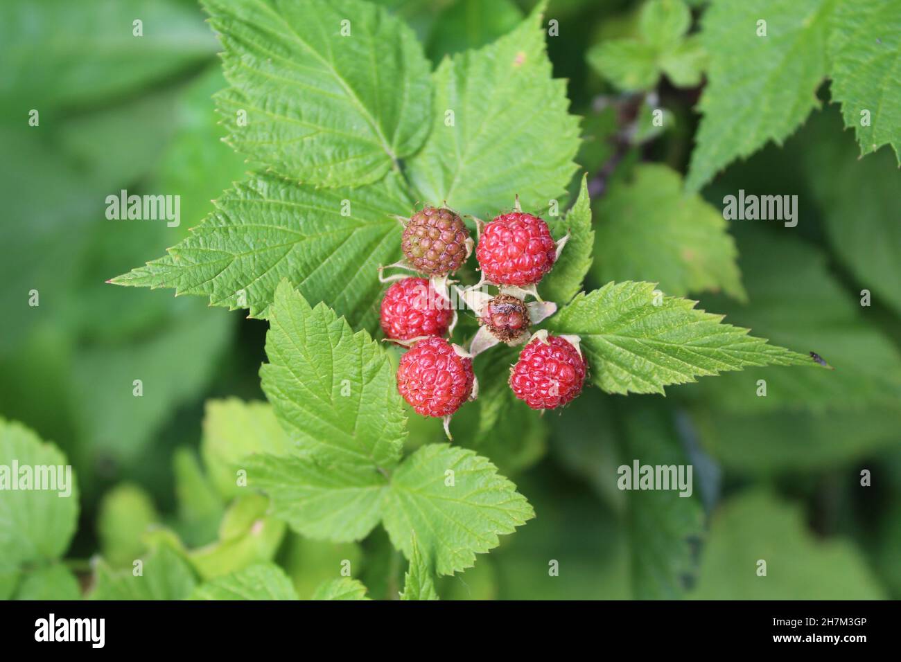 Edible wild fruit hi-res stock photography and images - Alamy