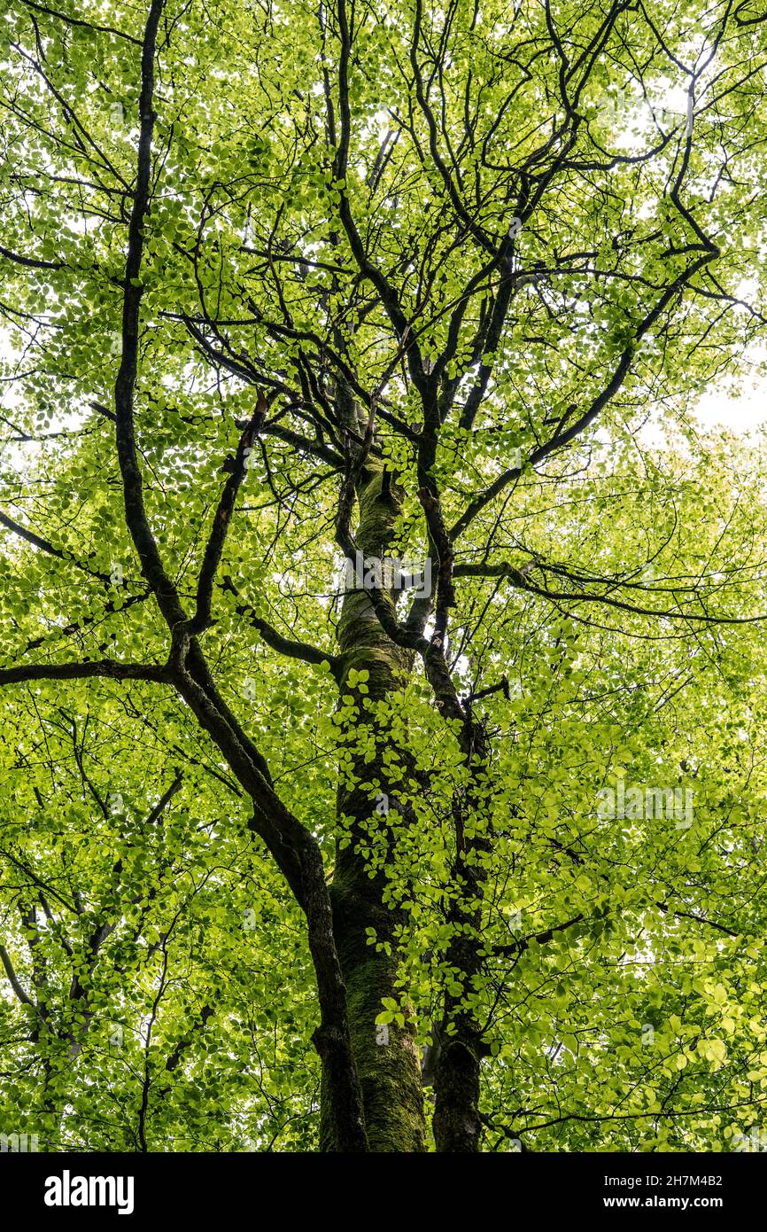 A beech tree in the Palatinate Forest, Hermersbergerhof, Rhineland ...