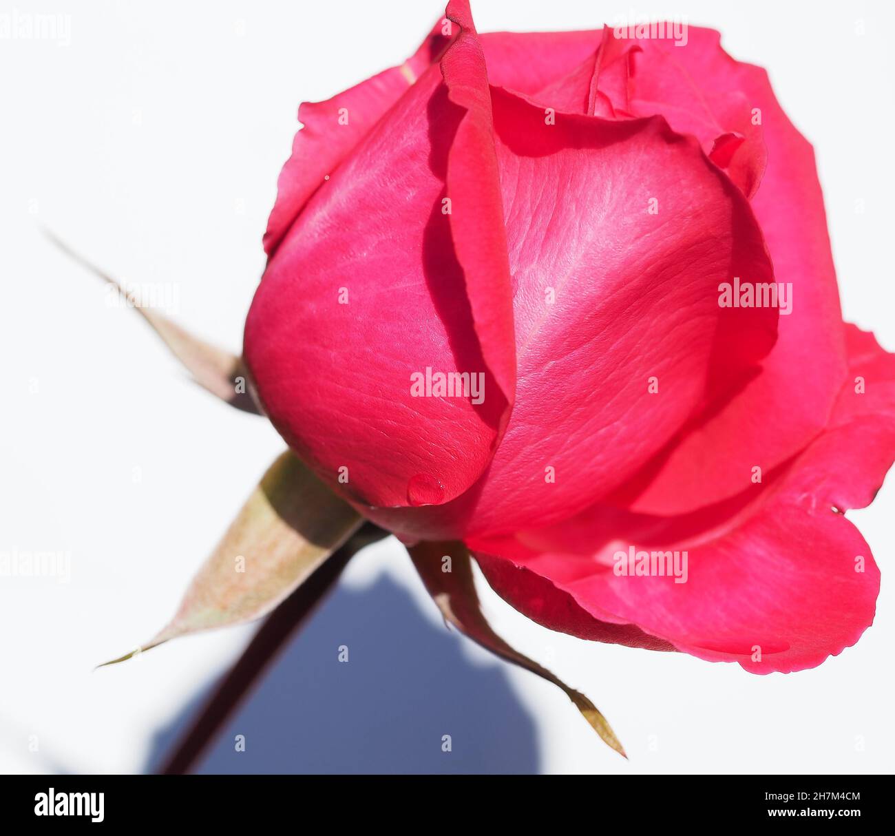 closeup of tilted right red tea rose white background Stock Photo - Alamy