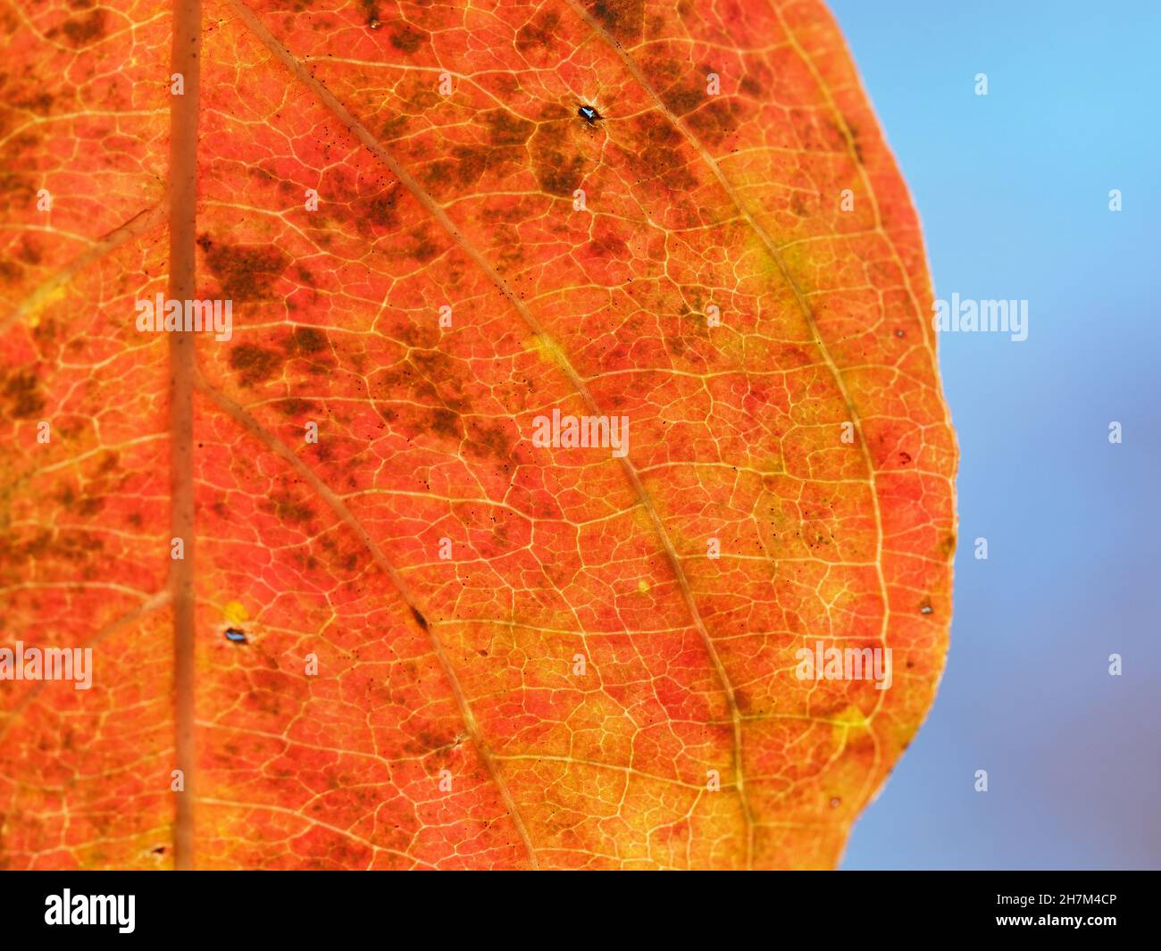 macro of veins in beech tree leaf in Autumn Stock Photo - Alamy