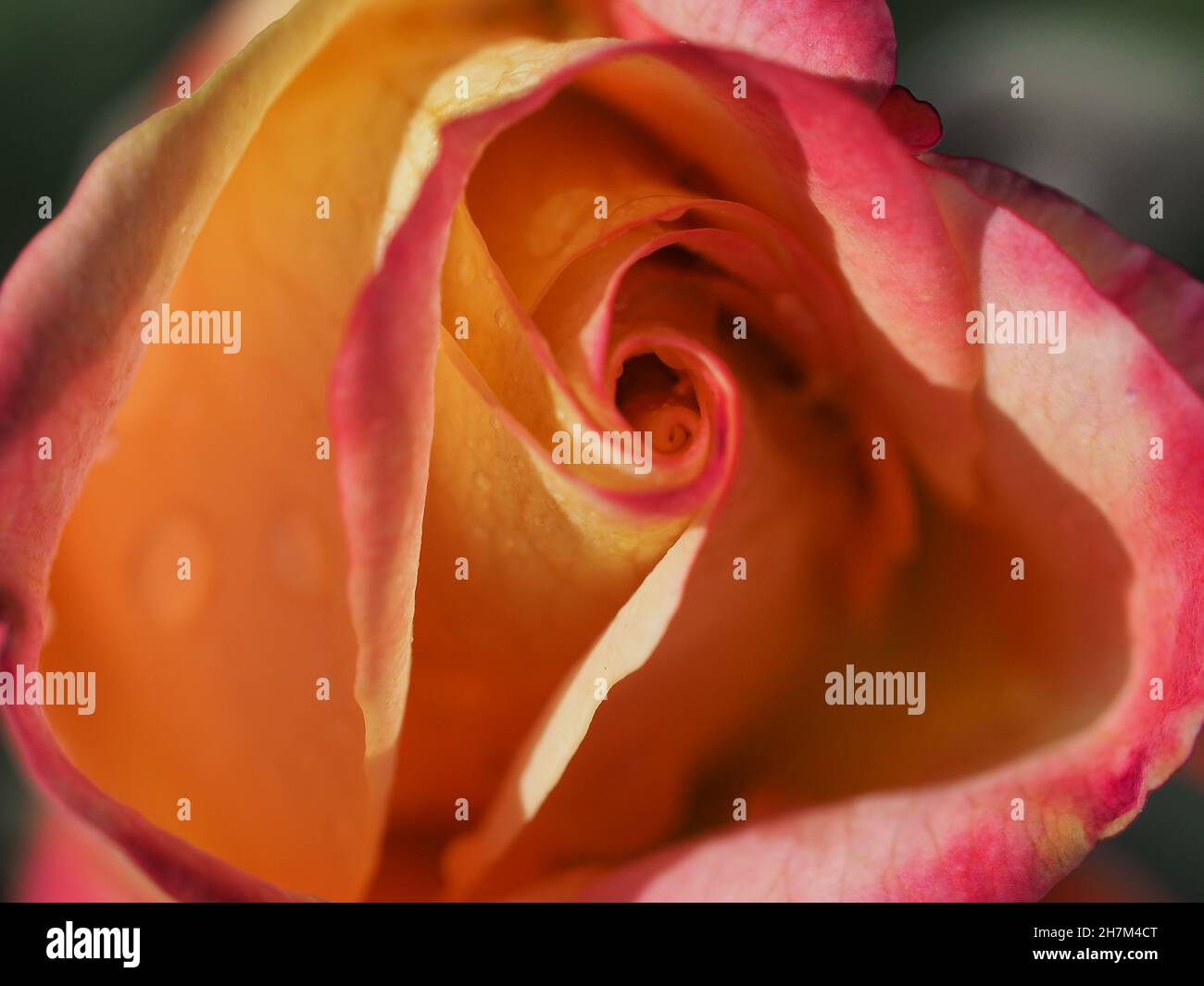 macro of yellow and red tea rose center petals with rain drops Stock ...