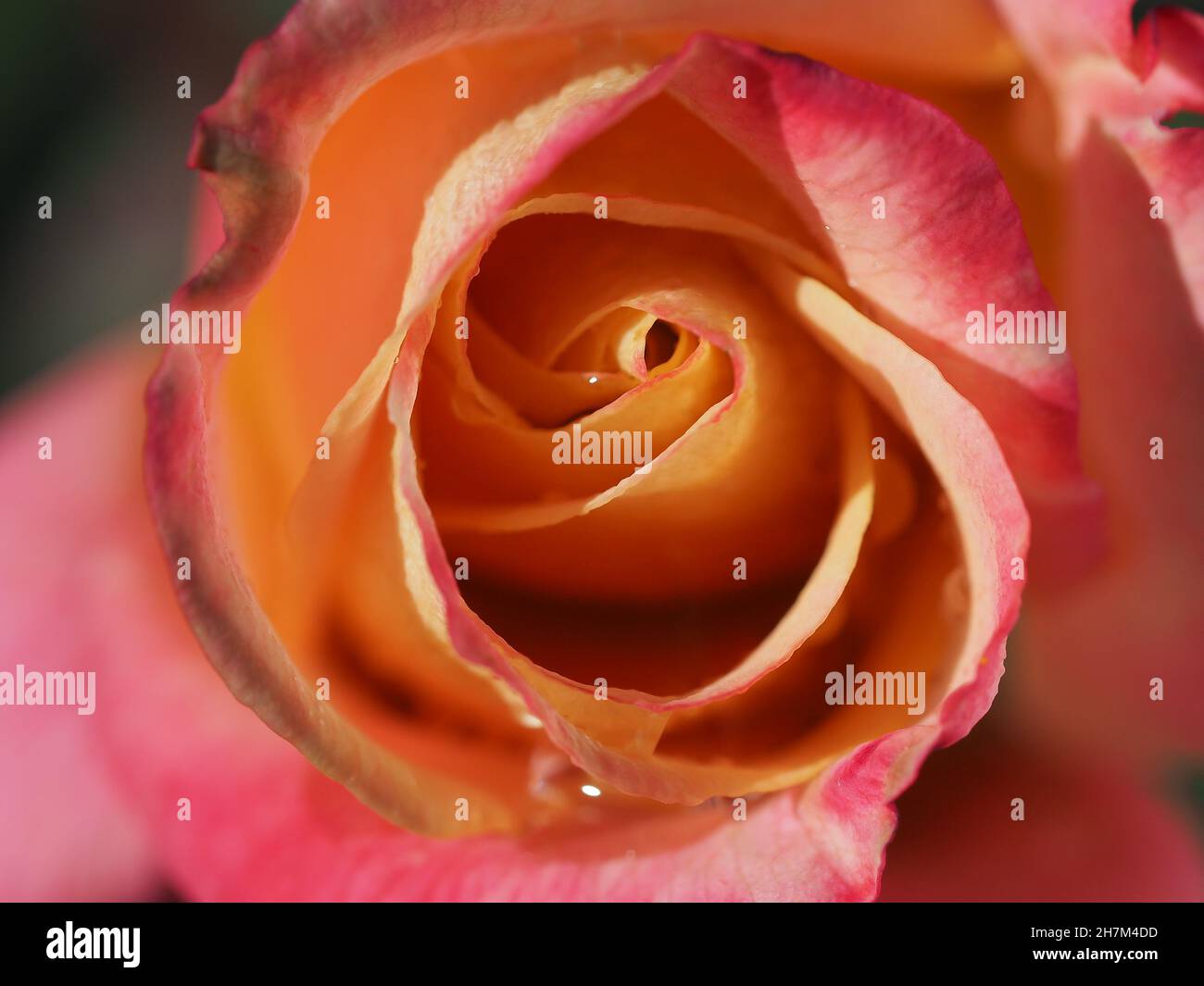 macro of yellow and red tea rose center petals with rain drops Stock ...