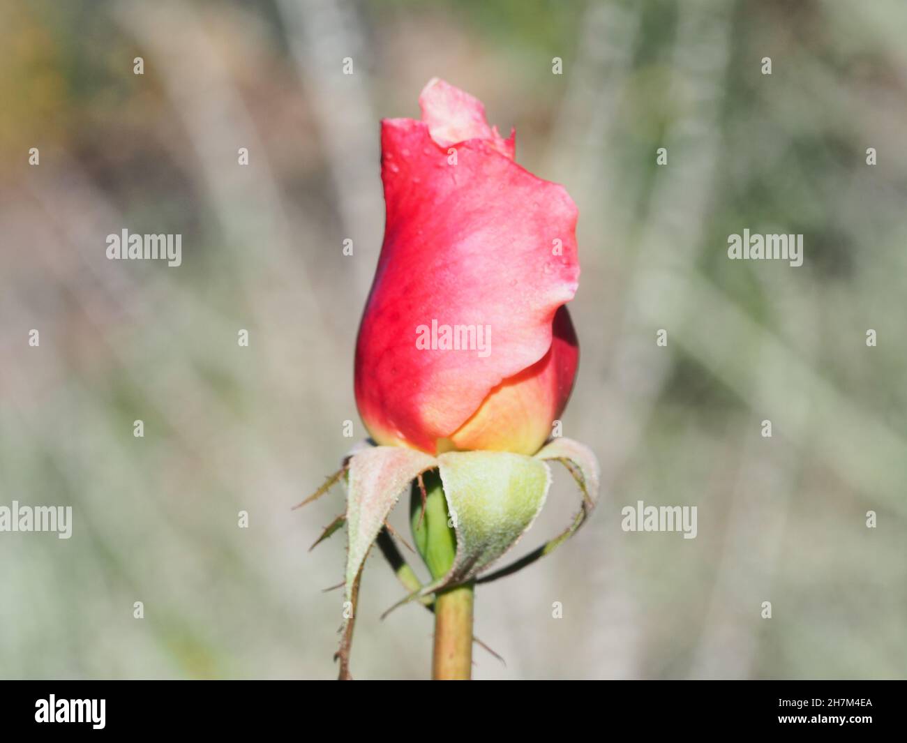 macro of partial opened peach and red tea rose swallow background Stock ...