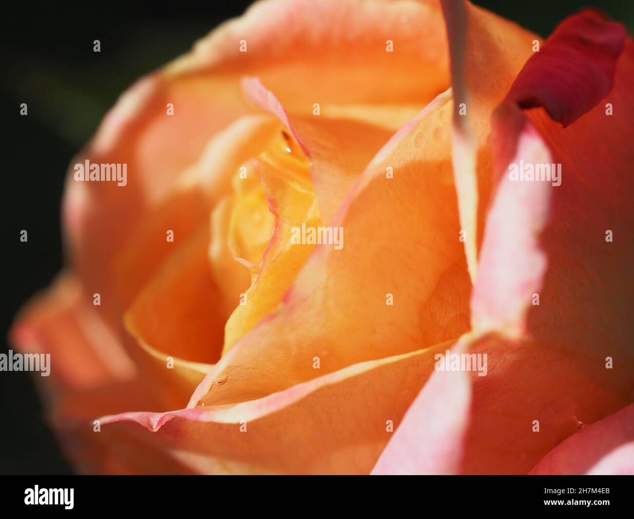 Peach tea roses hi-res stock photography and images - Alamy