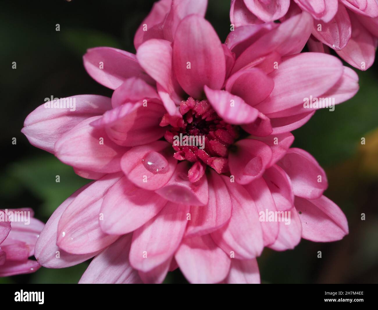 Anemone mums hi-res stock photography and images - Alamy