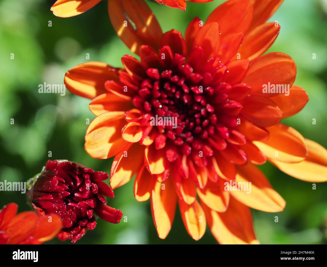 Anemone mums hi-res stock photography and images - Alamy