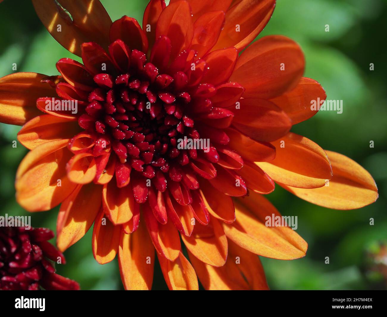Anemone mums hi-res stock photography and images - Alamy