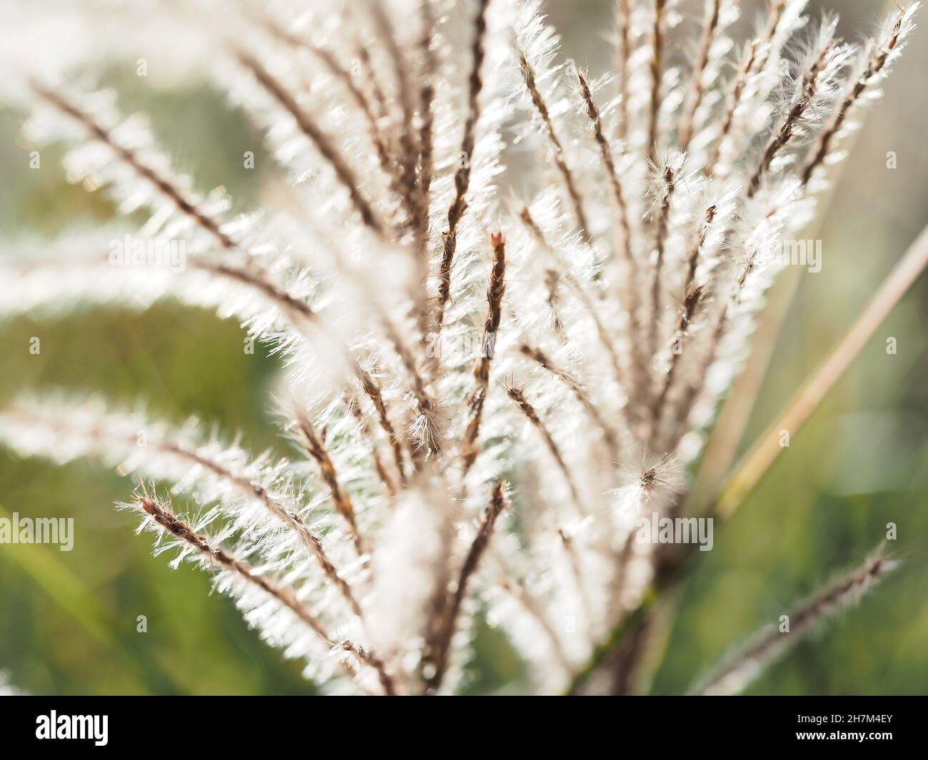 Pampas grass outdoor macro hi-res stock photography and images - Alamy