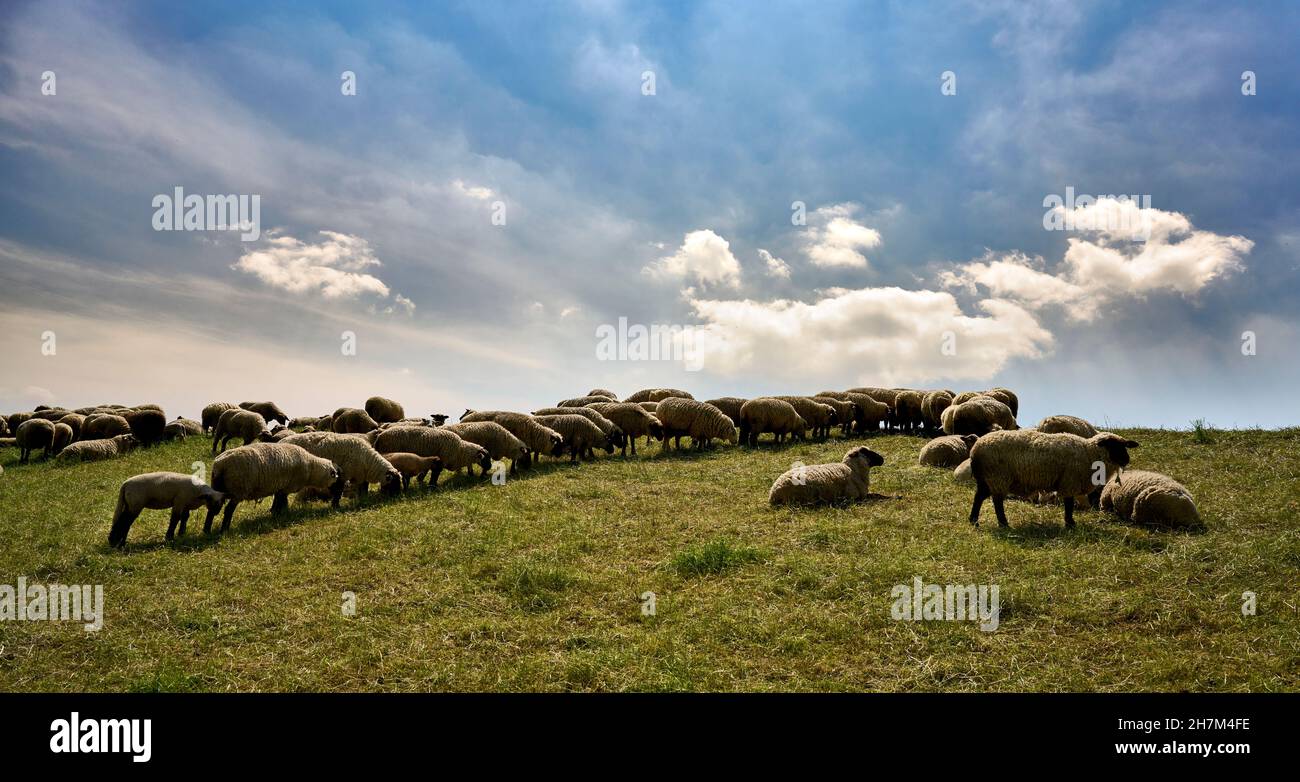 Sheep lined up on the Elbe dike near Grünendeich, Lower Saxony, Germany ...