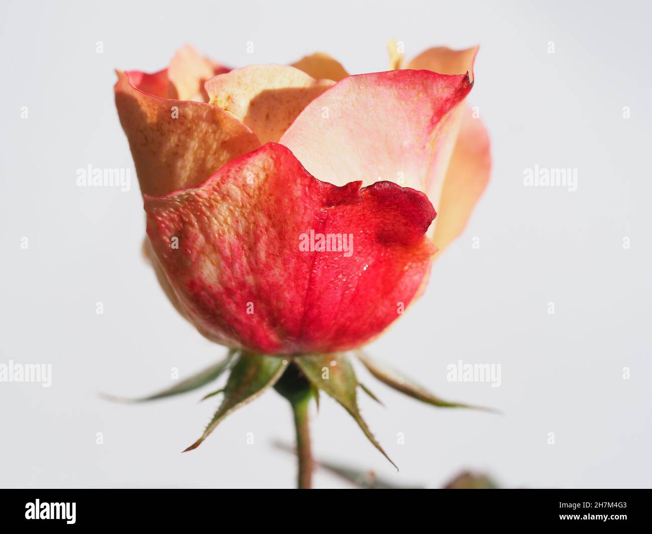 Closeup of two tone color yellow and red Hybrid Tea Rose with white ...