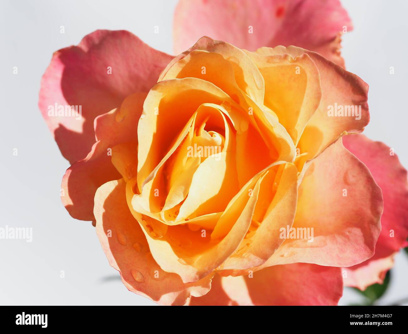 Closeup of two tone color yellow and red Hybrid Tea Rose with white ...