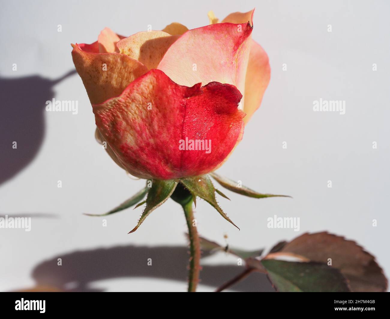 Closeup of two tone color yellow and red Hybrid Tea Rose with white ...