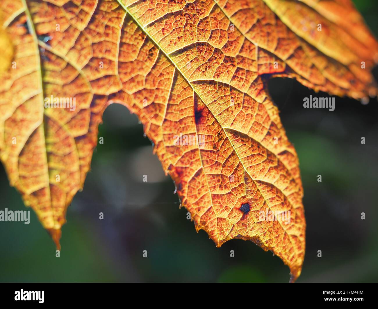 Reticulated leaf hi-res stock photography and images - Alamy