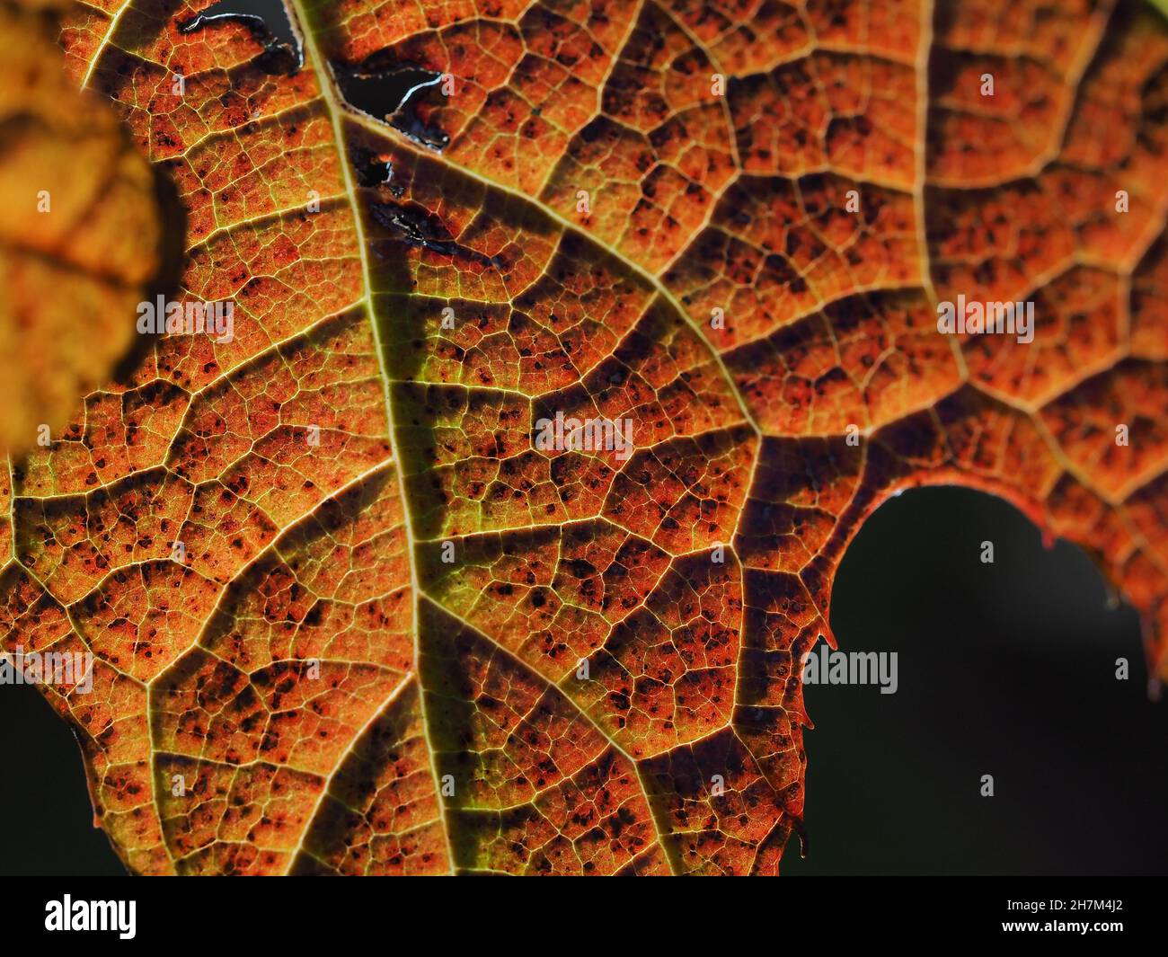 Macro of reticulated leaf in autumn Stock Photo - Alamy