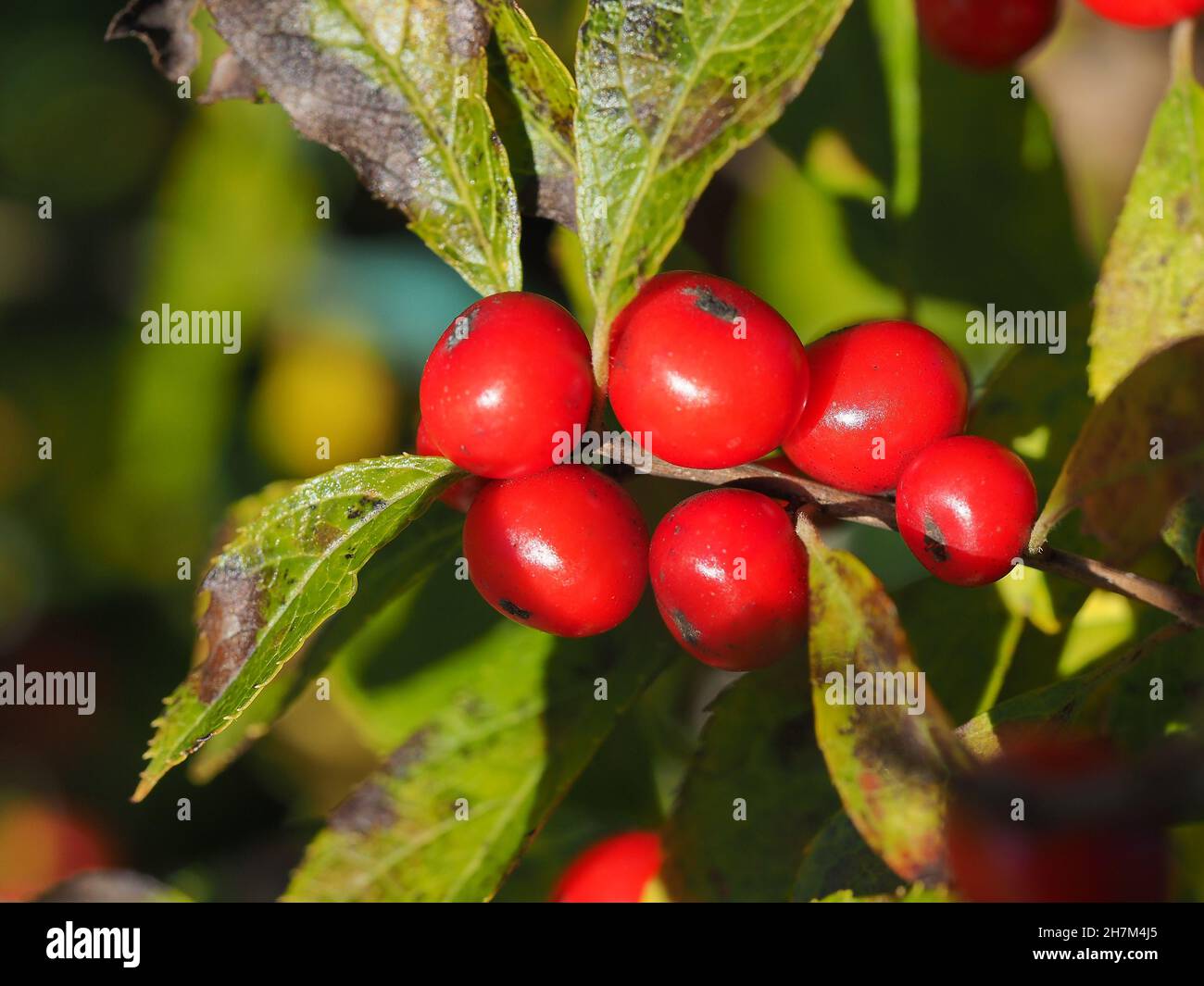 Ilex verticillata winter red berries hi-res stock photography and ...
