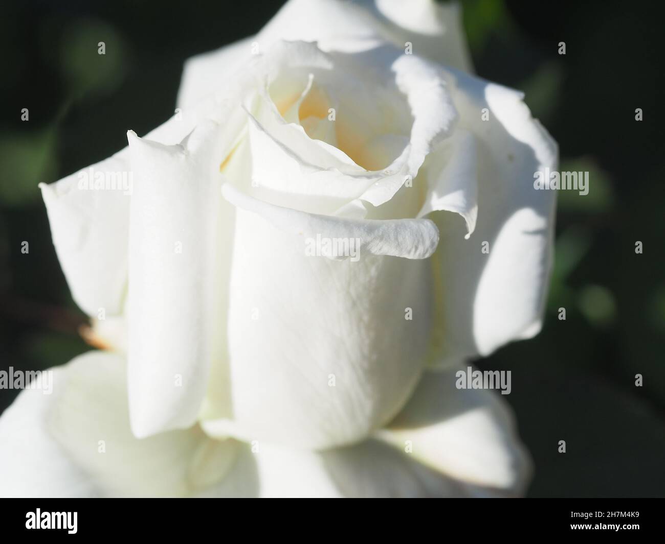 Marco of white Tea Rose green foliage background Stock Photo - Alamy