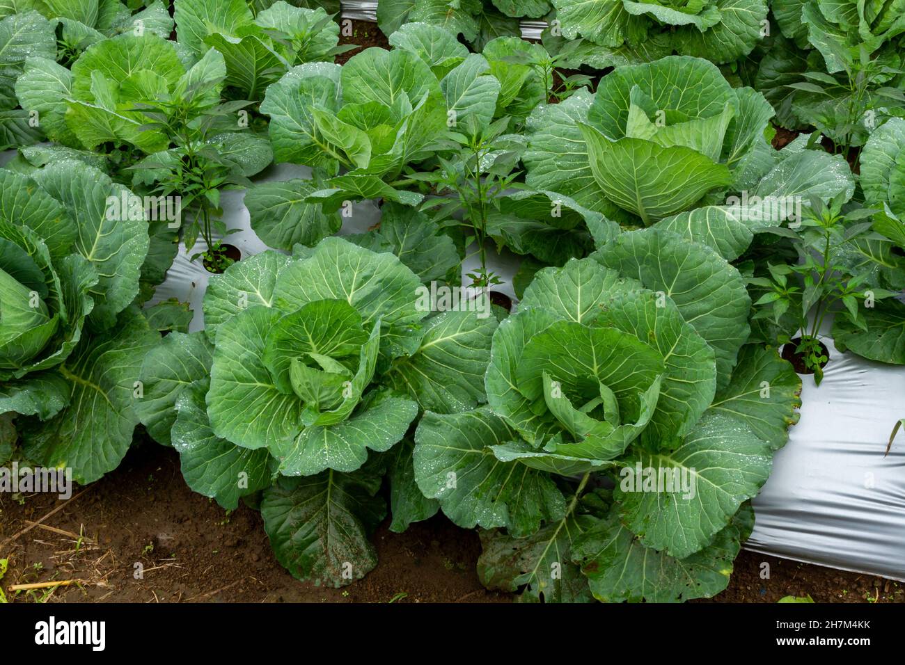 Intercropping hi-res stock photography and images - Alamy