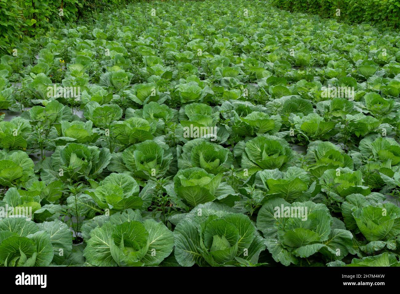 Ecological plantation goods hi-res stock photography and images - Alamy