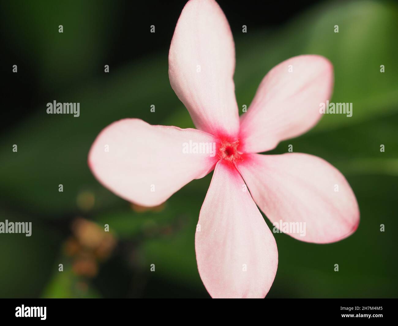 5 petal hi-res stock photography and images - Alamy