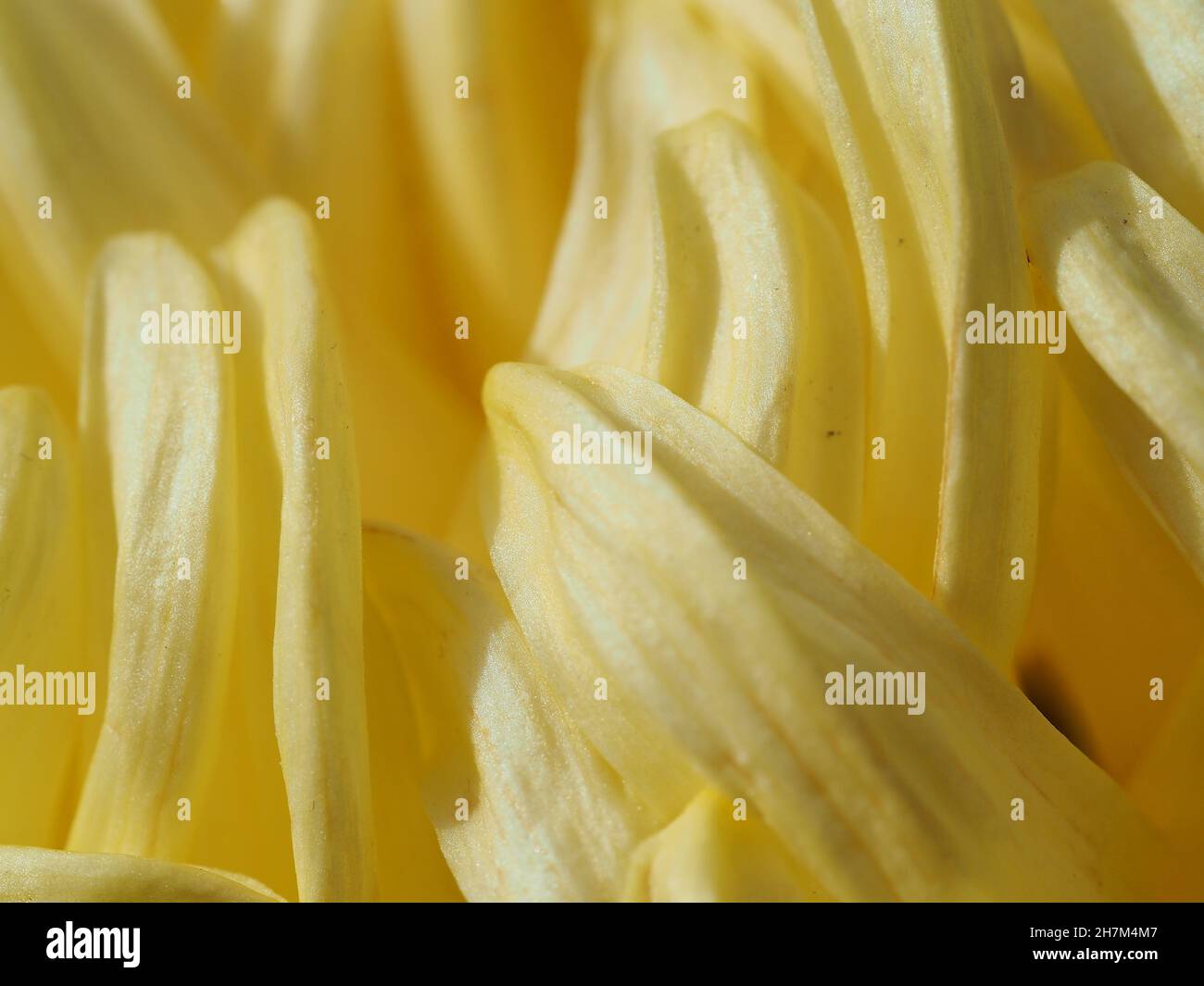 Marco of Apricot Alesix Mum blossom petals Stock Photo - Alamy