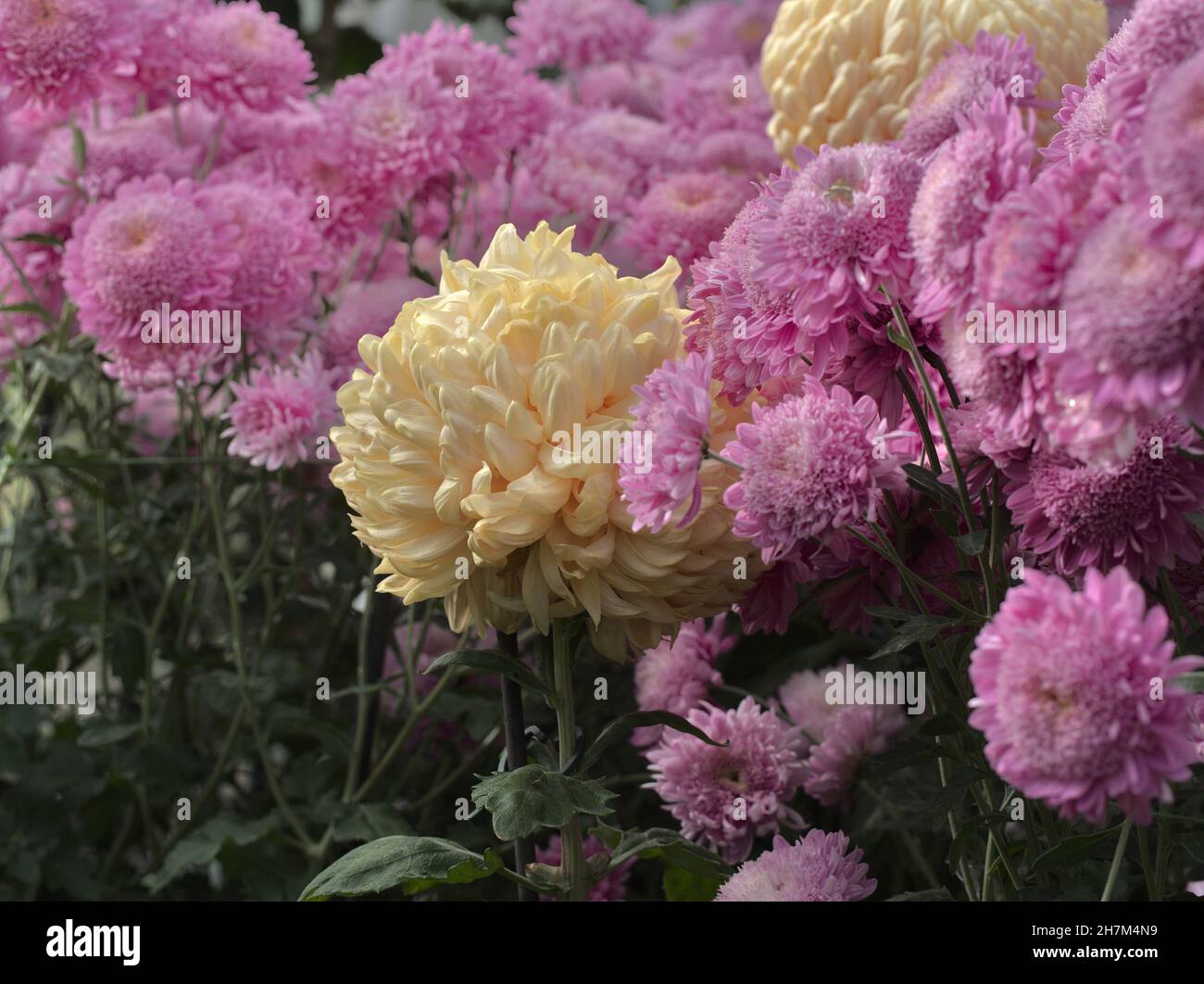 Anemone mums hi-res stock photography and images - Alamy