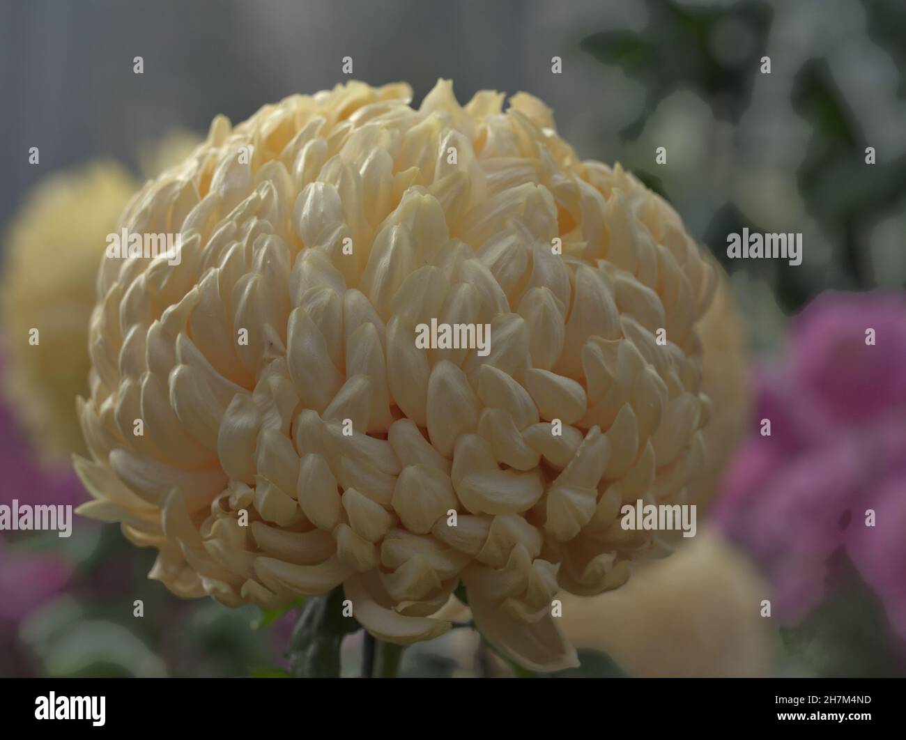 Anemone mums hi-res stock photography and images - Alamy