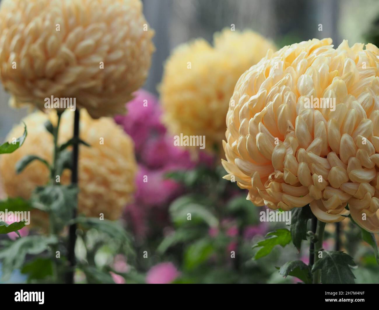 Four Apricot Alexis Mums Stock Photo - Alamy