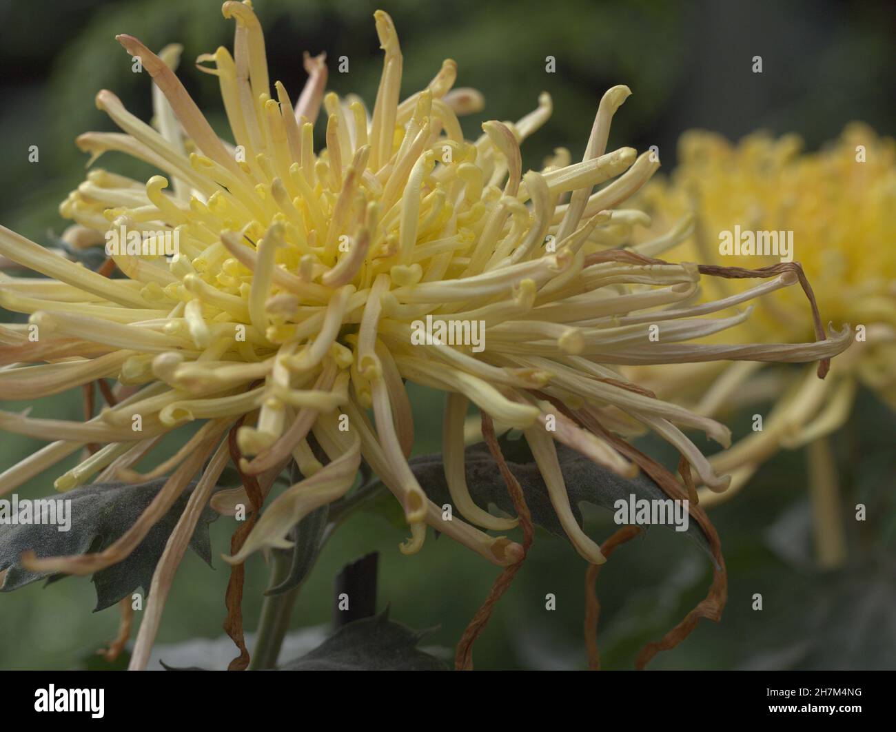 Cascade mums hi-res stock photography and images - Alamy