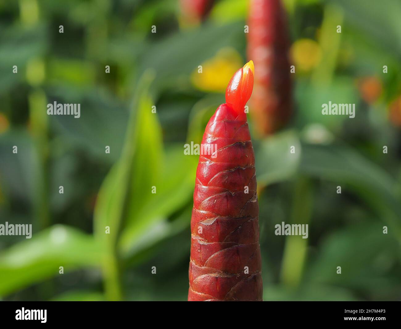 Macro of Red Button Ginger plant Stock Photo - Alamy