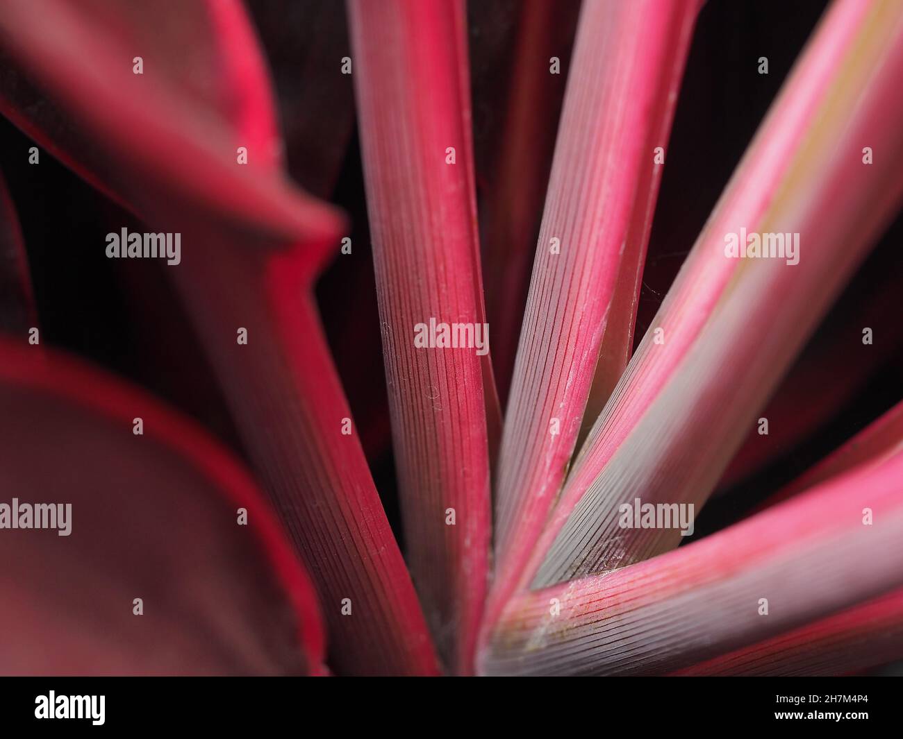Macro of Red Hosta plant red stems Stock Photo - Alamy