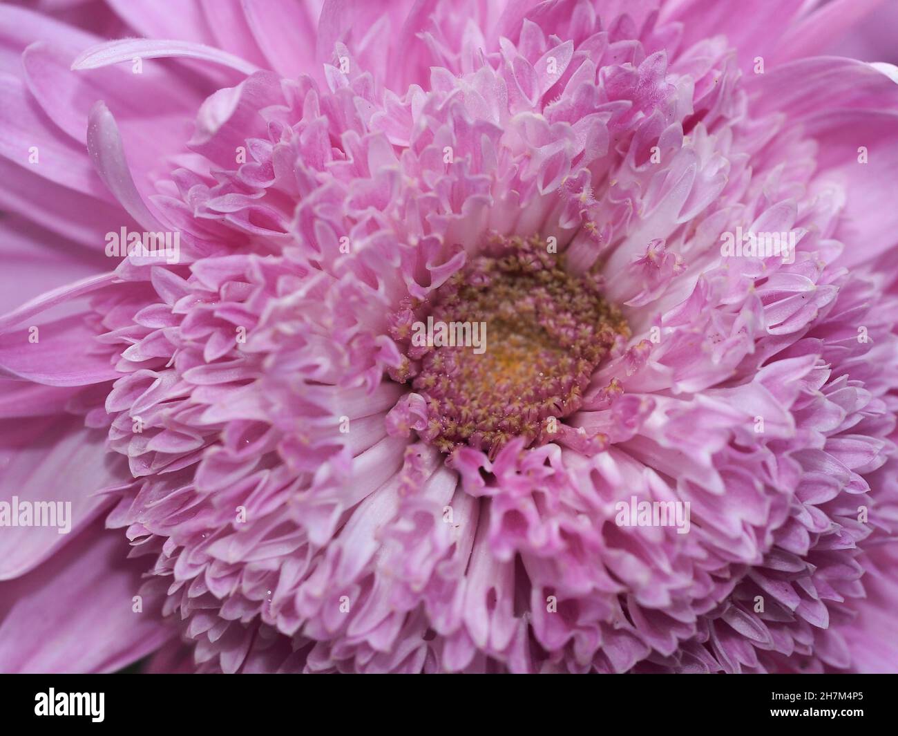 Anemone mums hi-res stock photography and images - Alamy