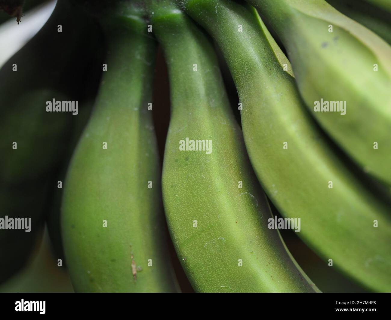 Blood banana musa zebrina hi-res stock photography and images - Alamy