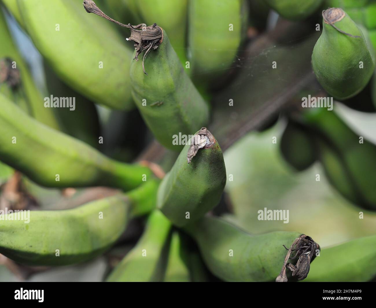 Blood banana musa zebrina hi-res stock photography and images - Alamy